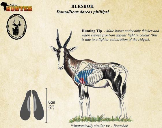 Blesbuck Shot Placement